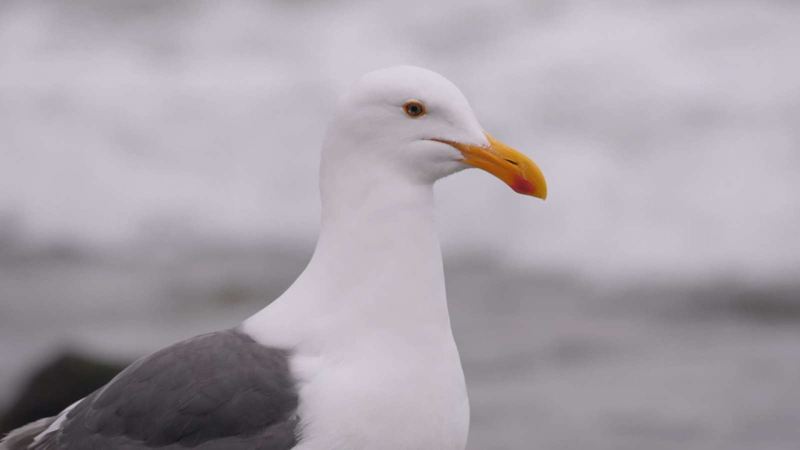 Birds Stock Video - Motion Places