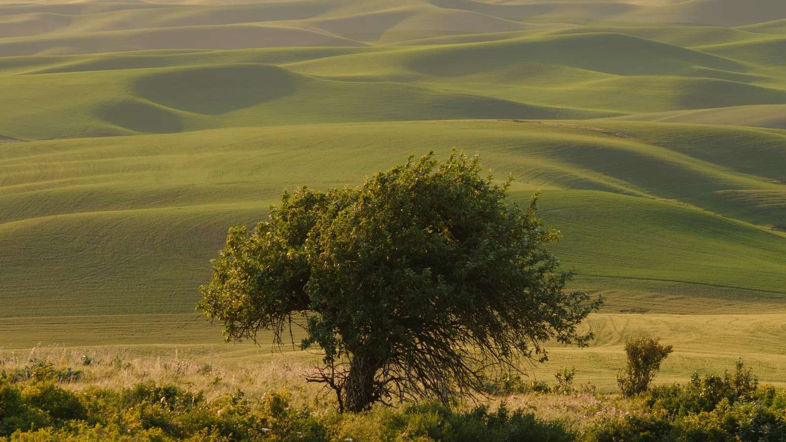 Trees Stock Video - Motion Places